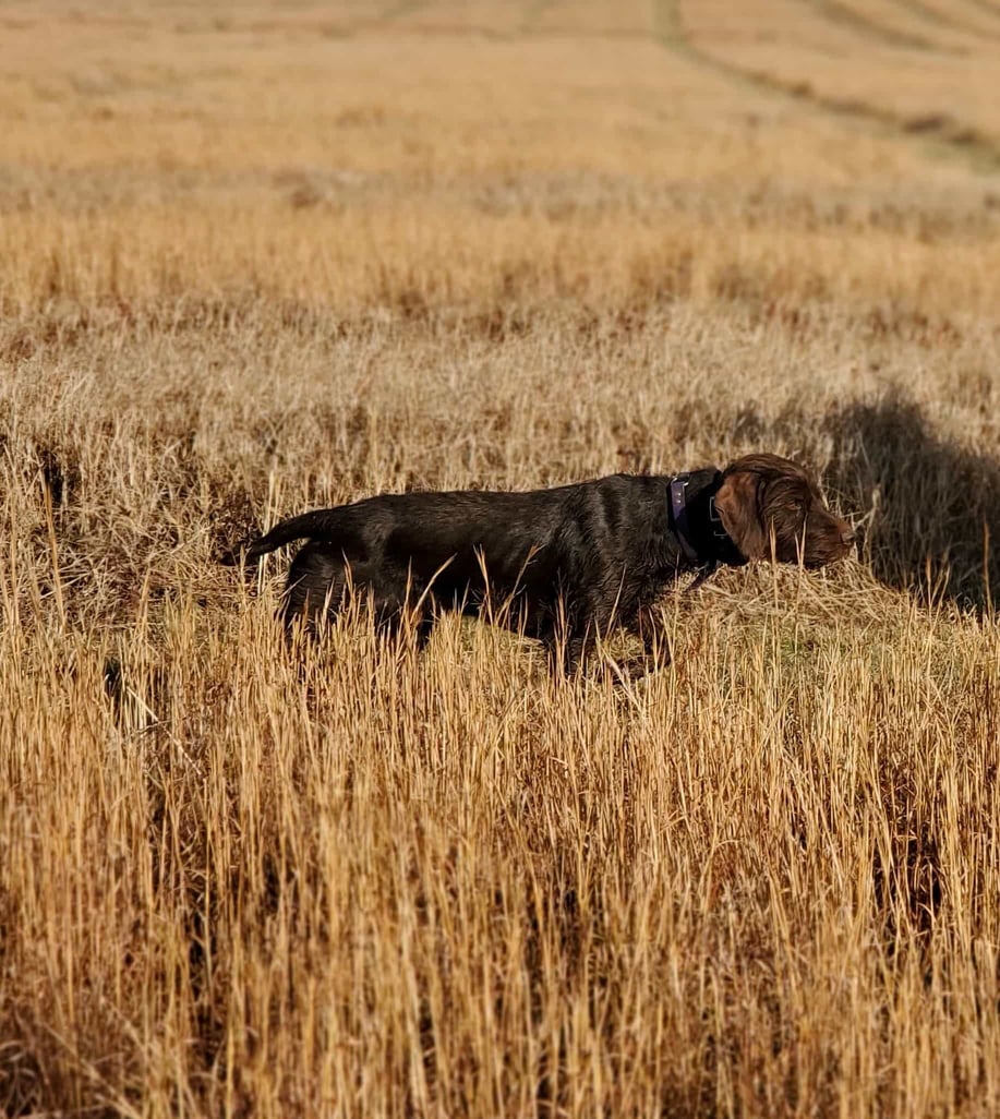 Pudelpointer Puppies Litter in TN - Bowman Kennels