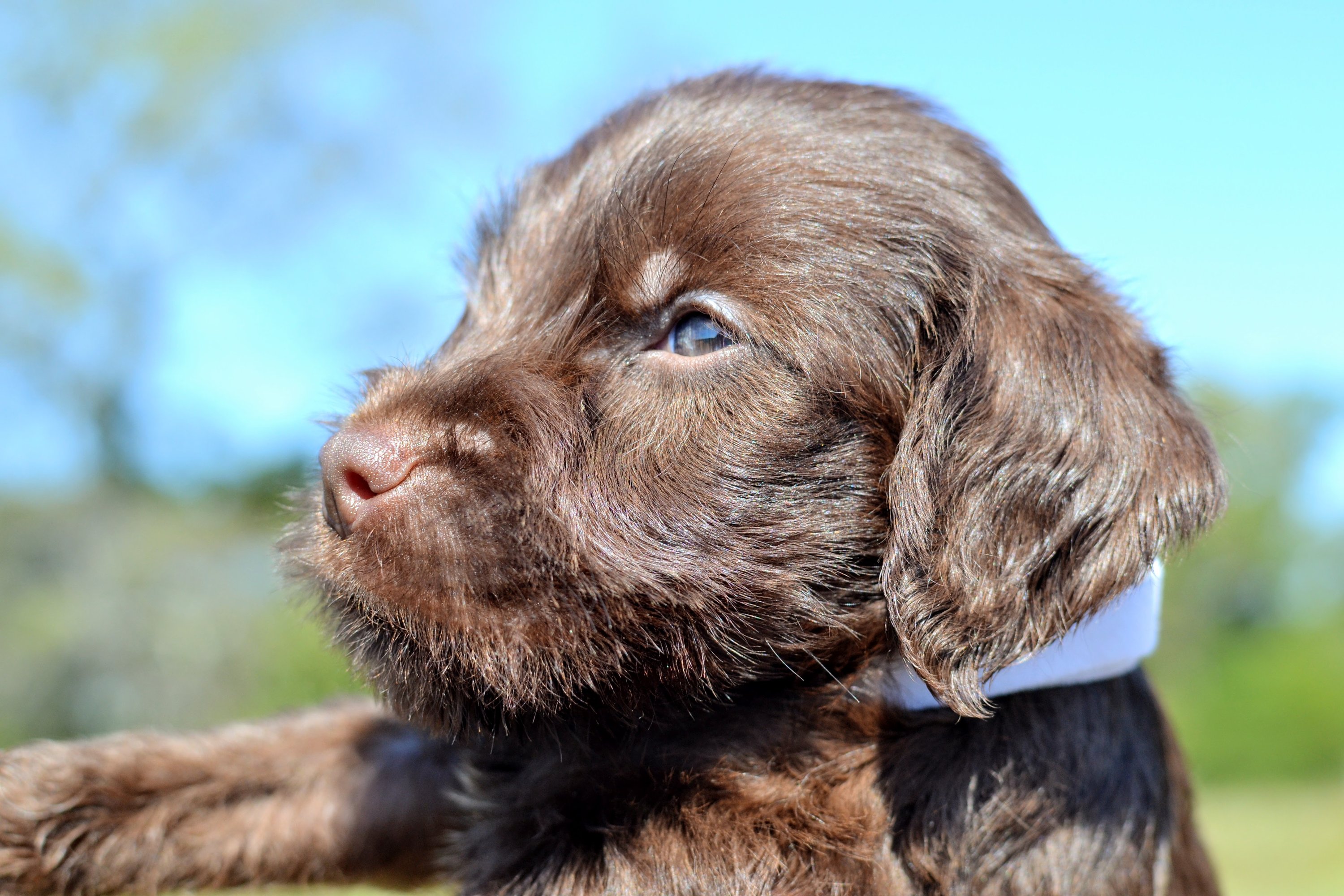 Available Pudelpointers Dogs in TN - Bowman Kennels